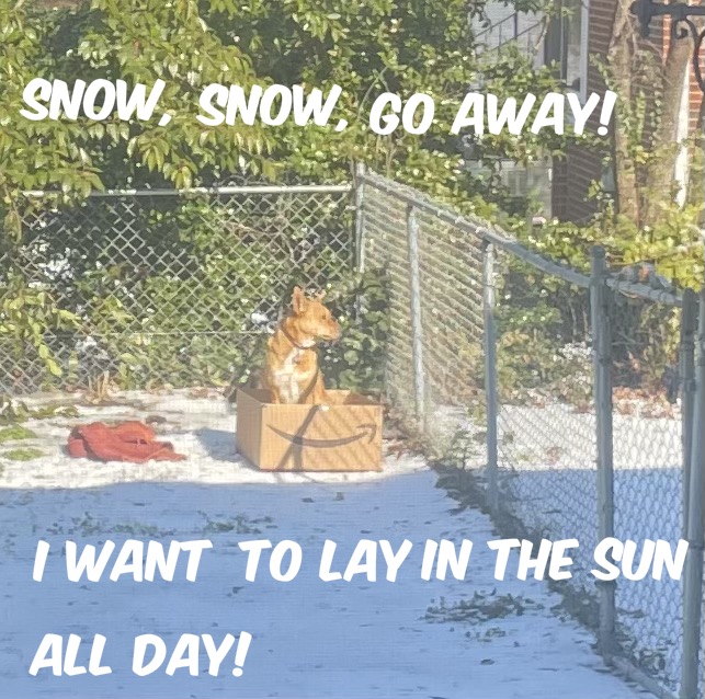 Snow, Snow, Go Away! – Julia's Dog Blog